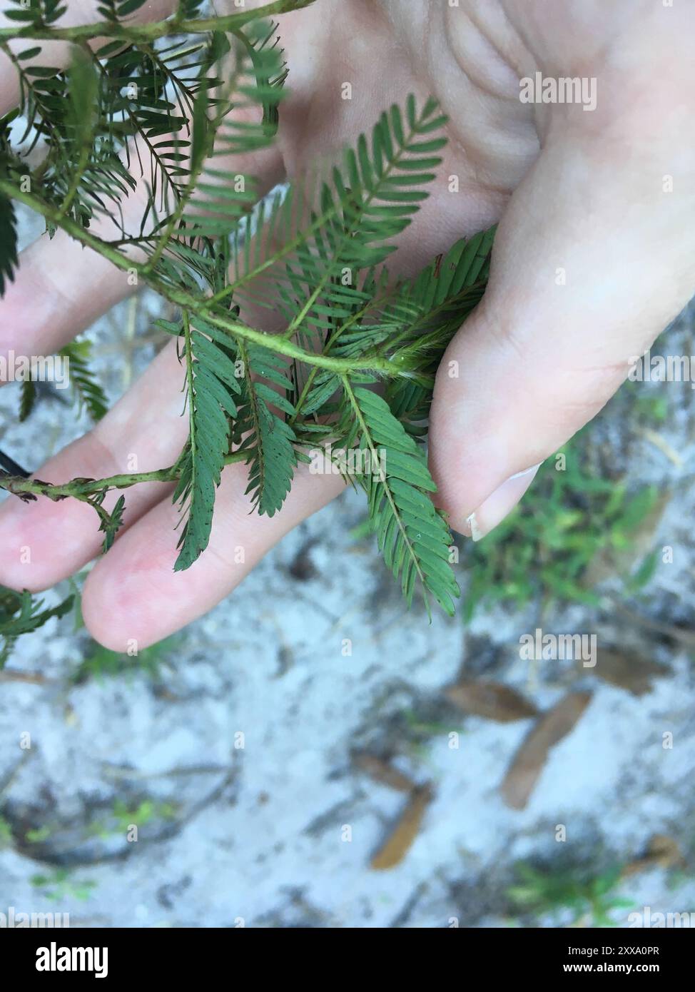 sensitive and partridge peas (Chamaecrista) Plantae Stock Photo - Alamy