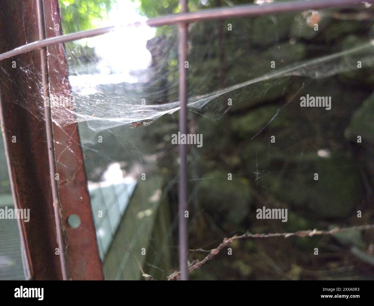 Sheetweb and Dwarf Weavers (Linyphiidae) Arachnida Stock Photo - Alamy