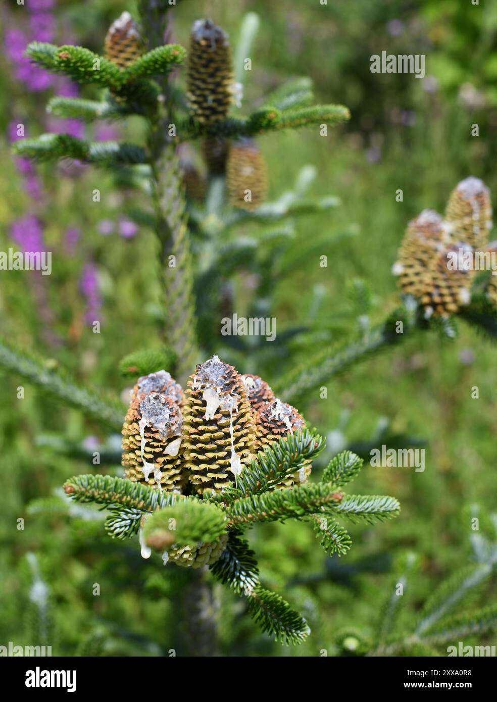 Christmas tree cones Stock Photo - Alamy