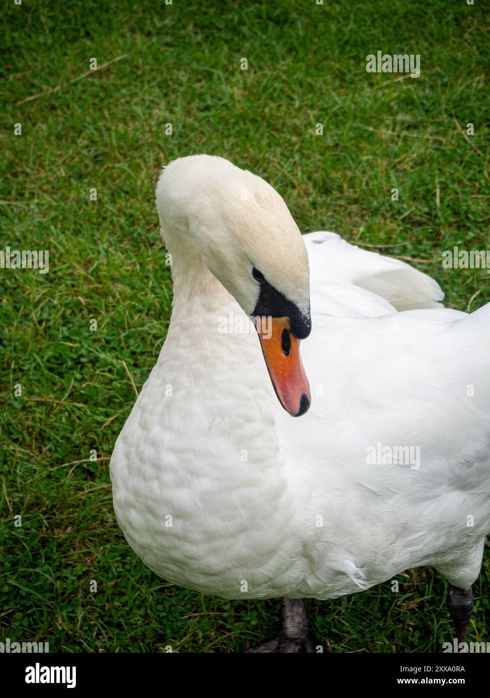 Mute Swan laying down, plumped up ready to tuck it's head under its ...
