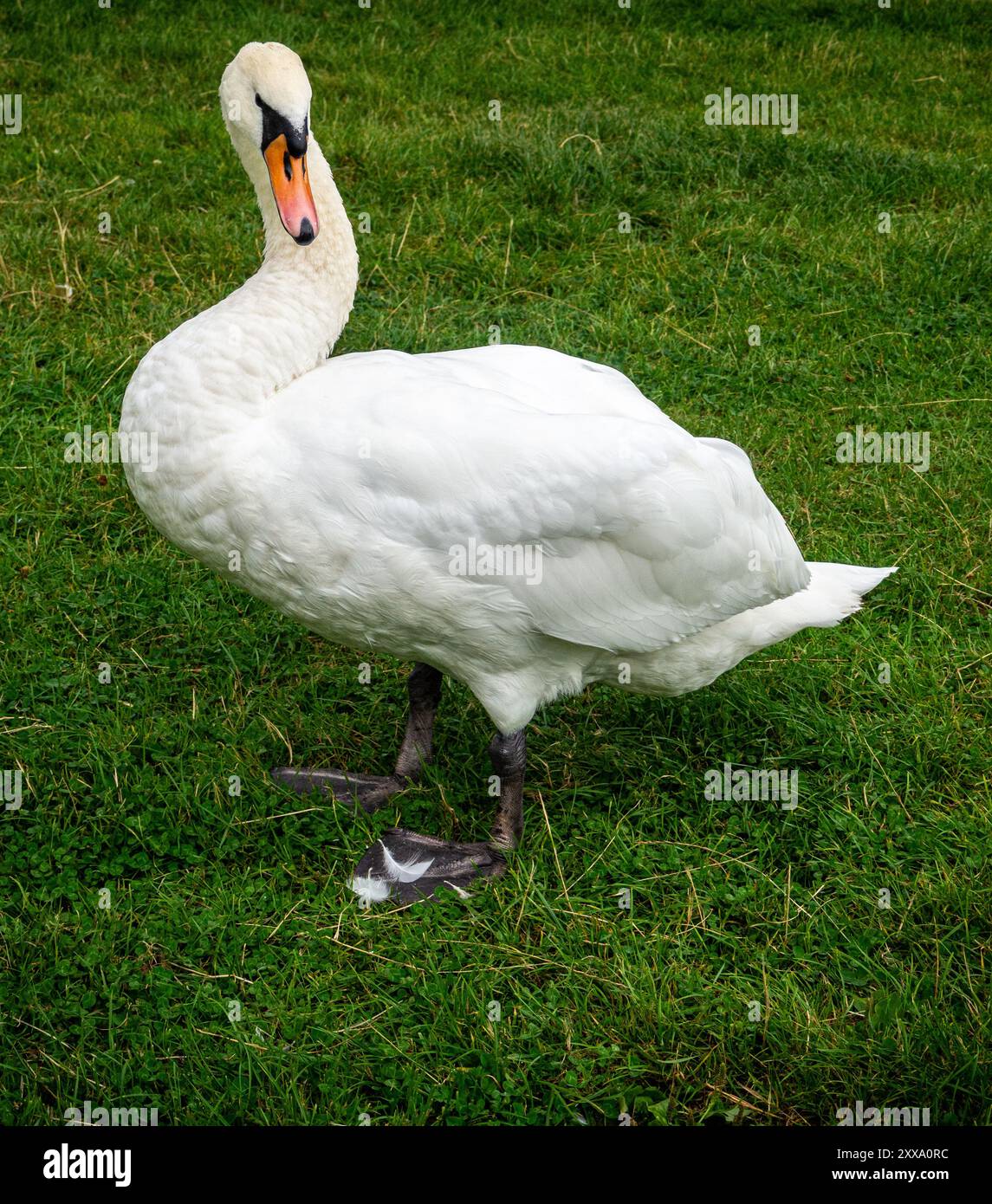 Feathers web feet hi-res stock photography and images - Alamy