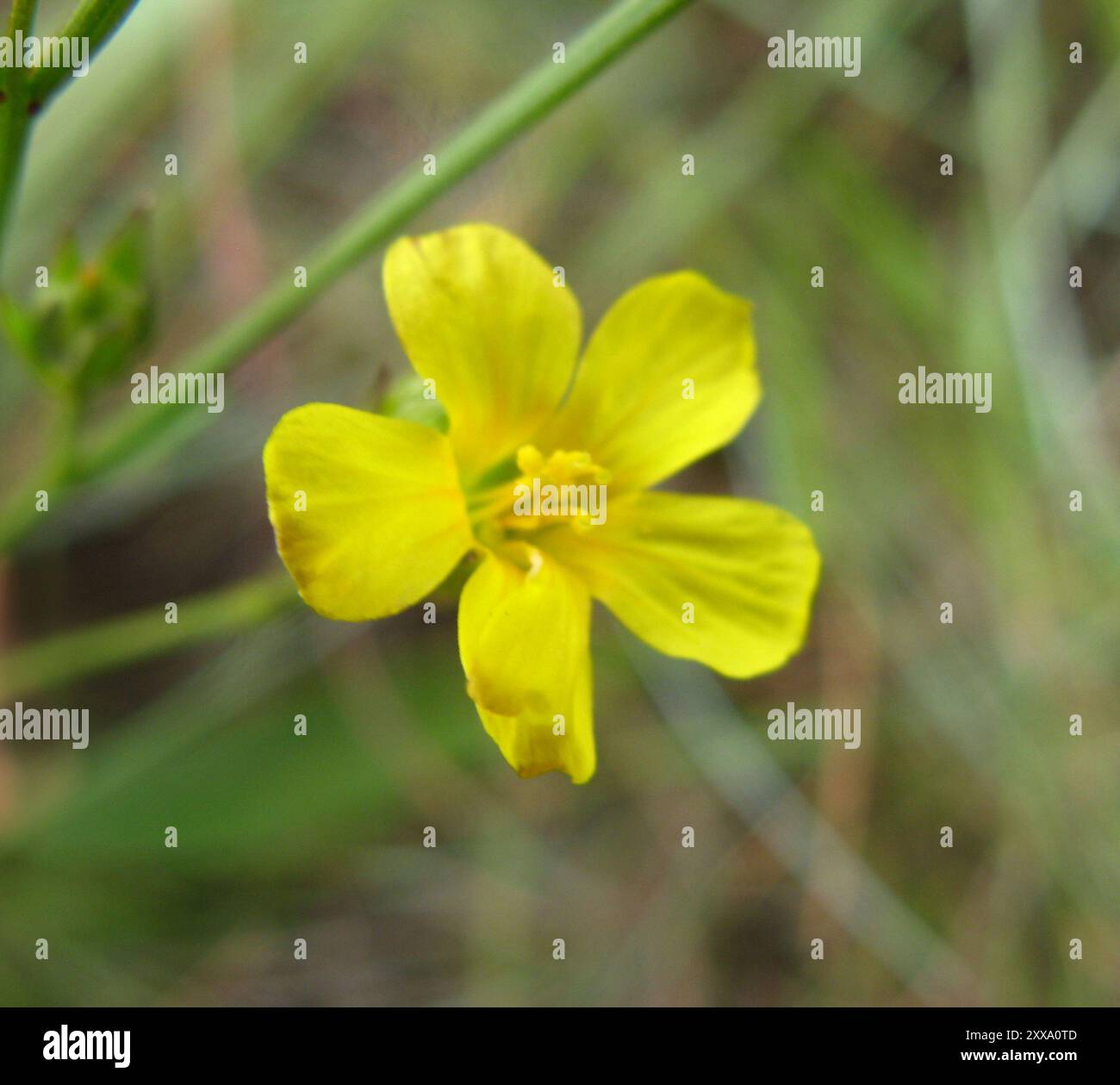 Wild Flax (Linum thunbergii) Plantae Stock Photo - Alamy