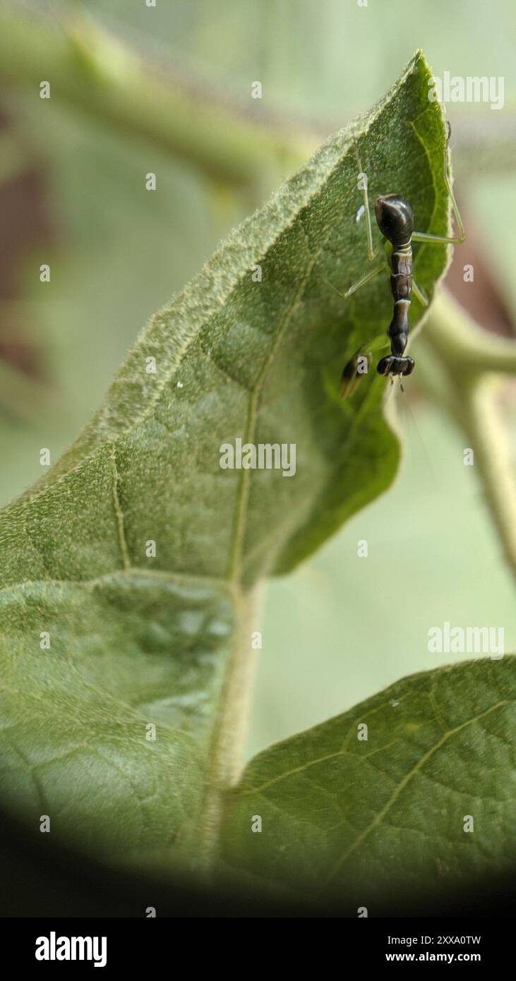 Asian Ant Mantis (Odontomantis planiceps) Insecta Stock Photo - Alamy