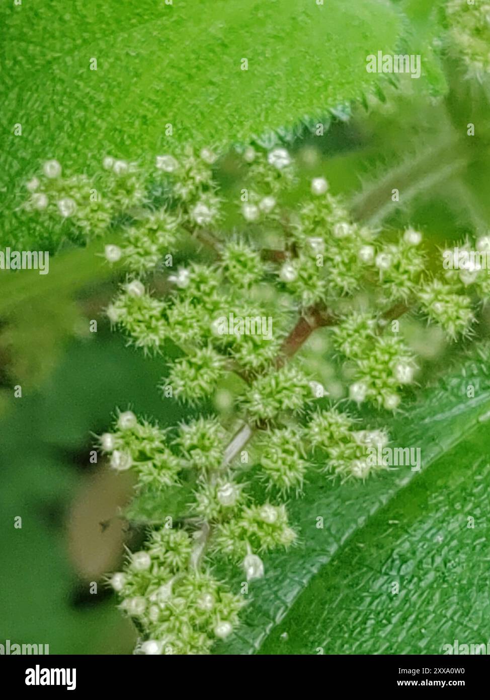 West Indian woodnettle (Laportea aestuans) Plantae Stock Photo - Alamy