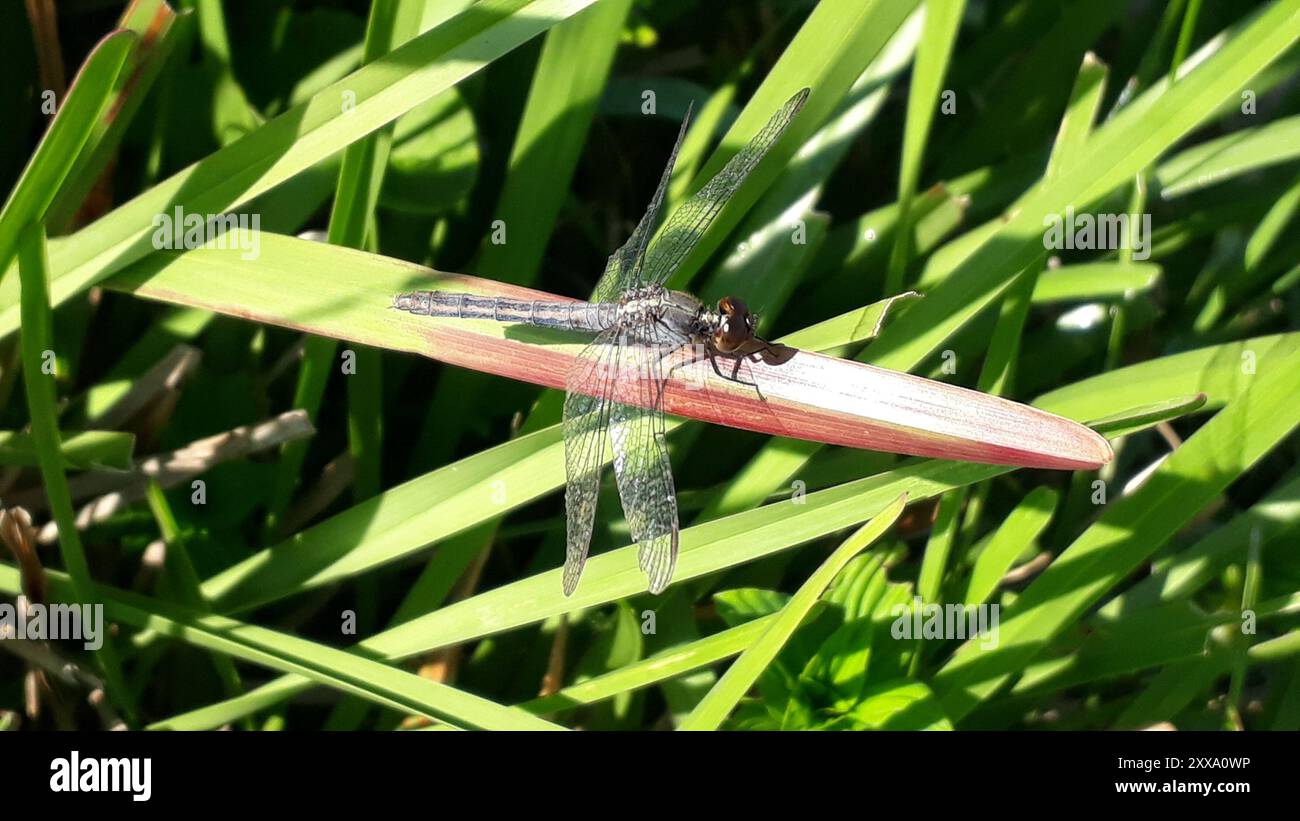 Skimmers (Libellulidae) Insecta Stock Photo - Alamy