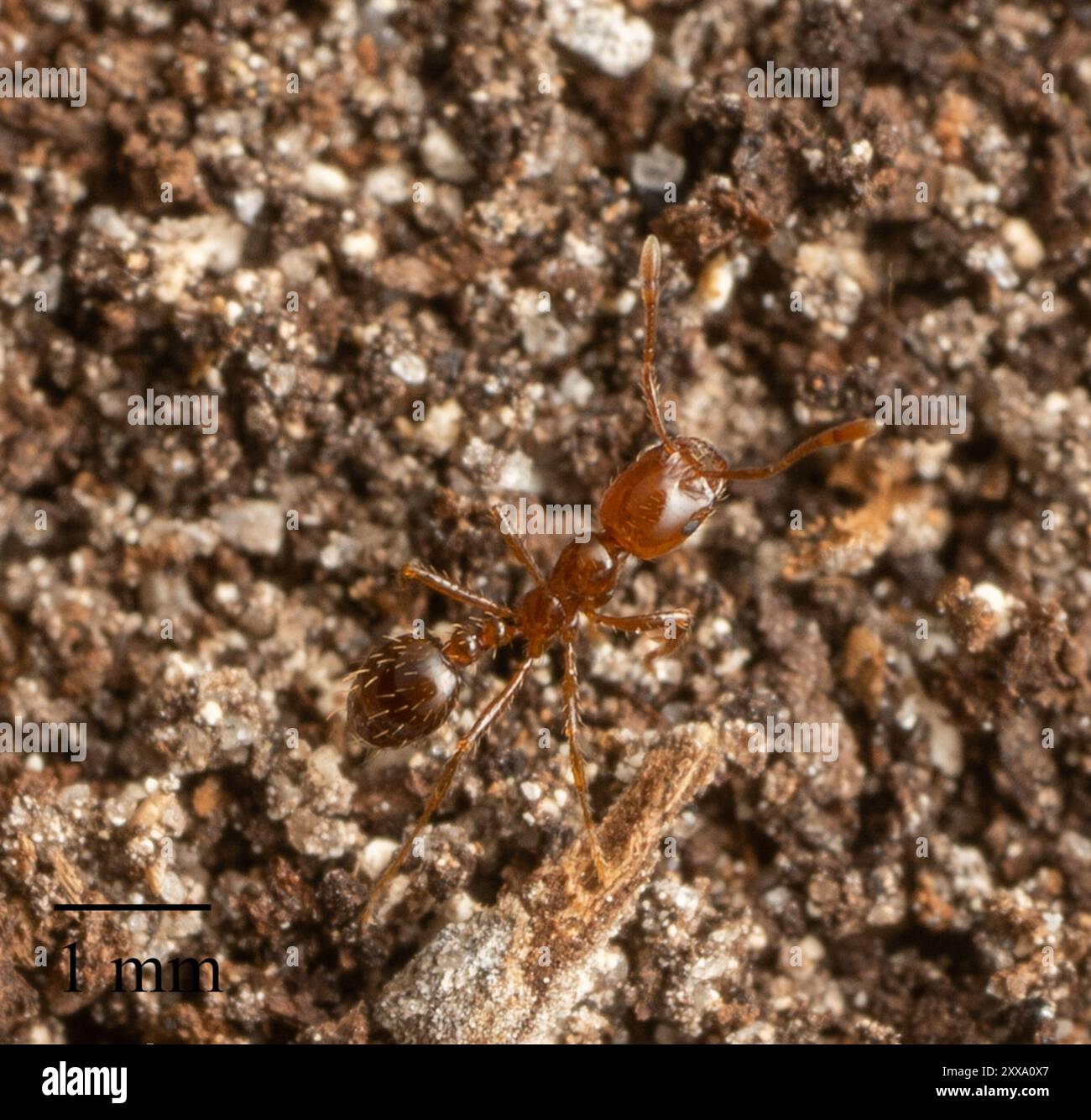 Red Imported Fire Ant (Solenopsis invicta) Insecta Stock Photo - Alamy
