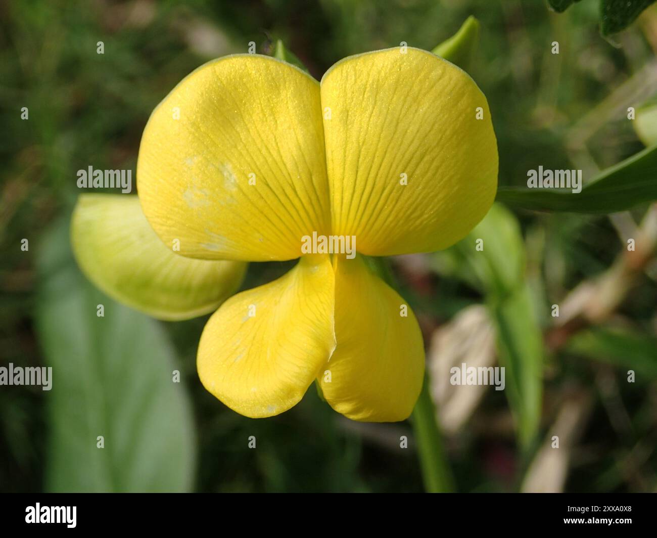Wild Cowpea (Vigna luteola) Plantae Stock Photo - Alamy