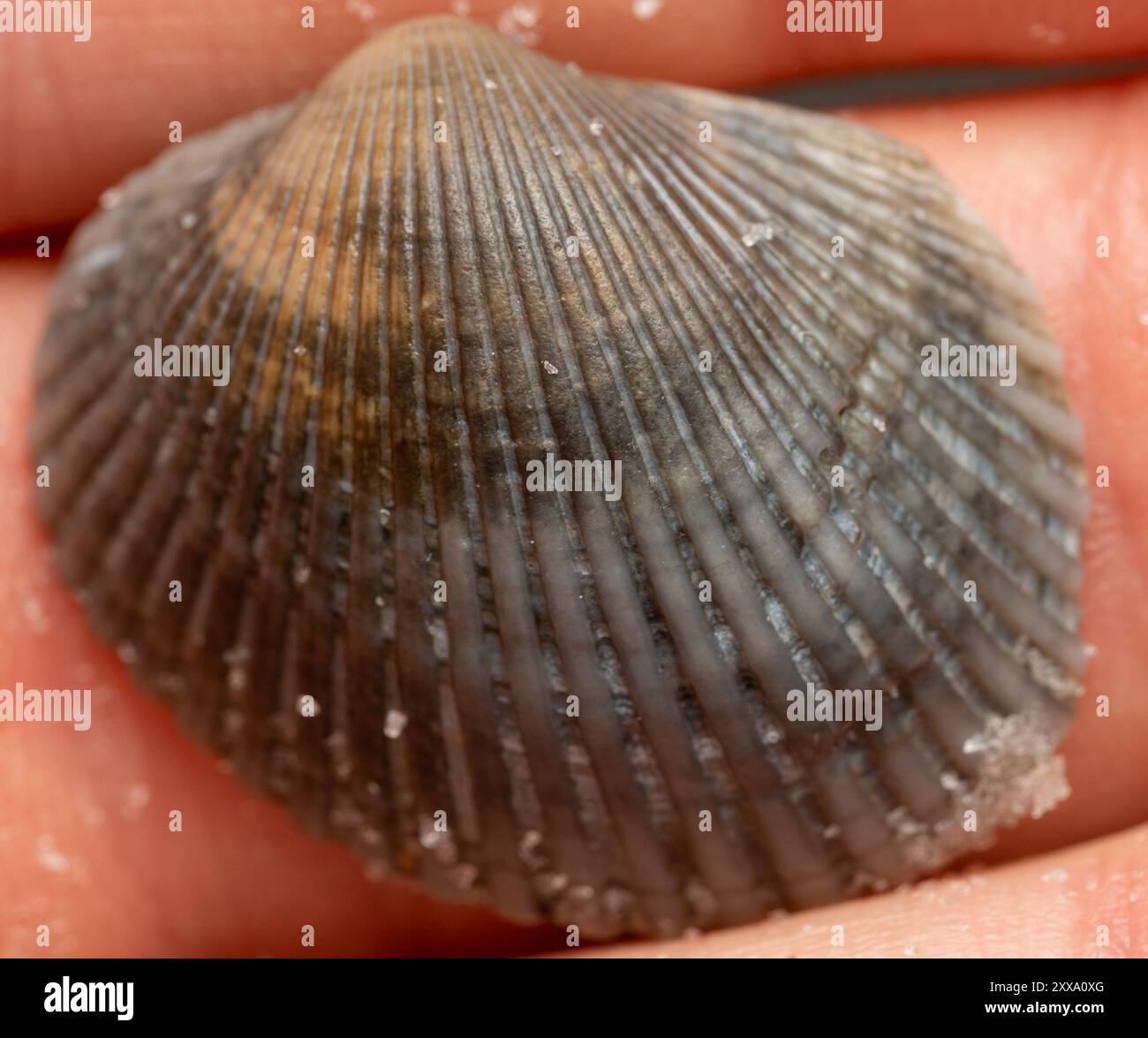 Blood Ark (Lunarca ovalis) Mollusca Stock Photo - Alamy