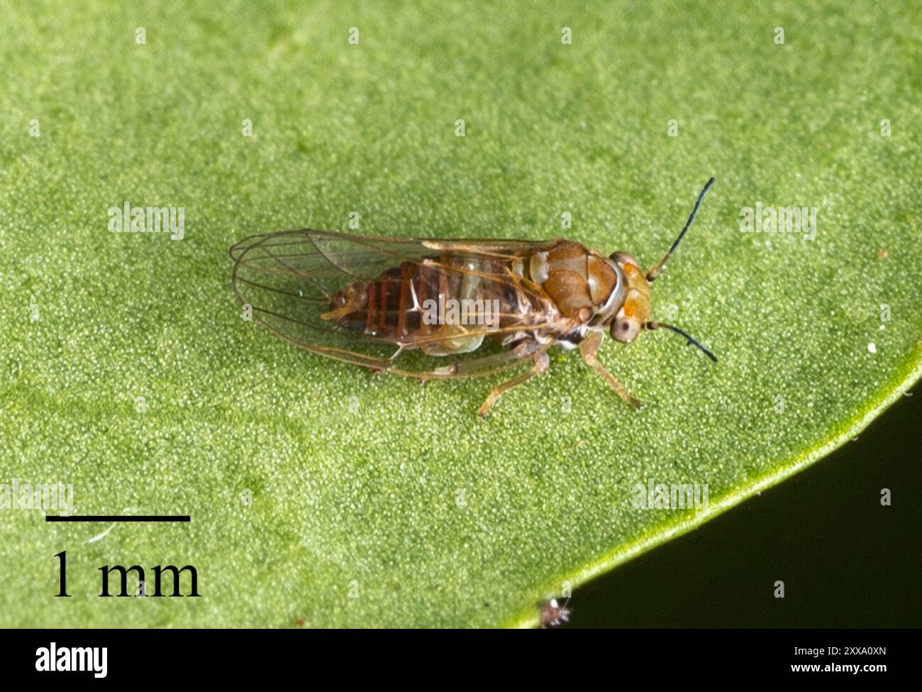 Yaupon Psyllid (Gyropsylla ilecis) Insecta Stock Photo - Alamy