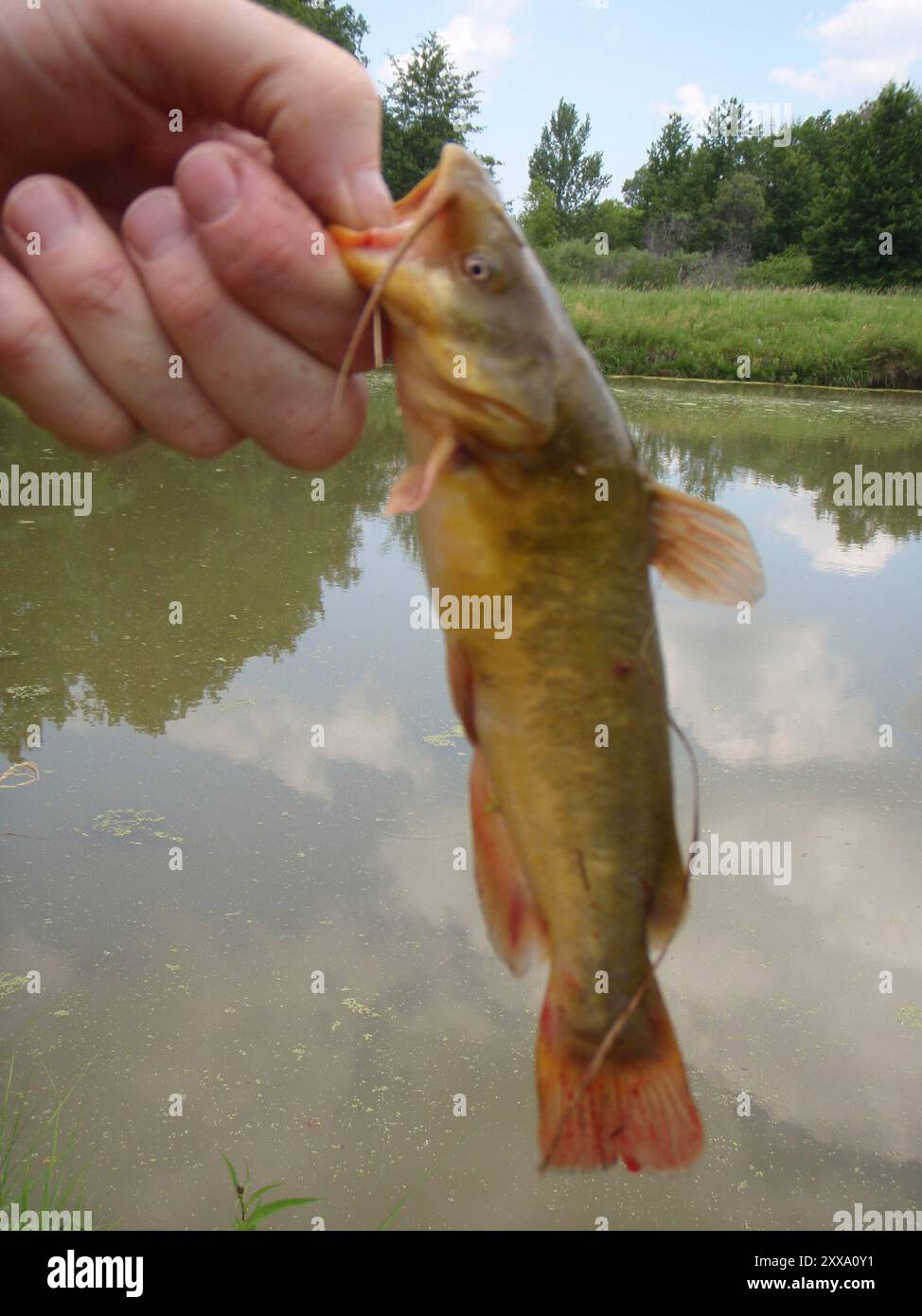 Yellow Bullhead (Ameiurus natalis) Actinopterygii Stock Photo - Alamy