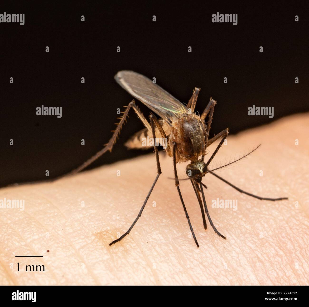 Silverback Mosquito (Aedes infirmatus) Insecta Stock Photo - Alamy