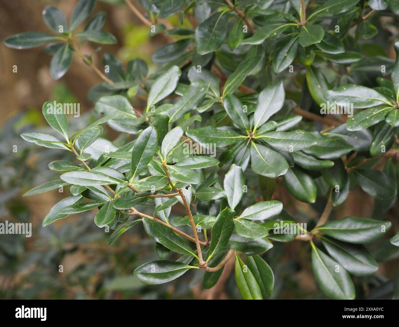 Japanese cheesewood (Pittosporum tobira) Plantae Stock Photo - Alamy