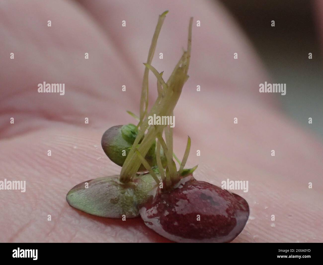 greater duckweed (Spirodela polyrhiza) Plantae Stock Photo - Alamy