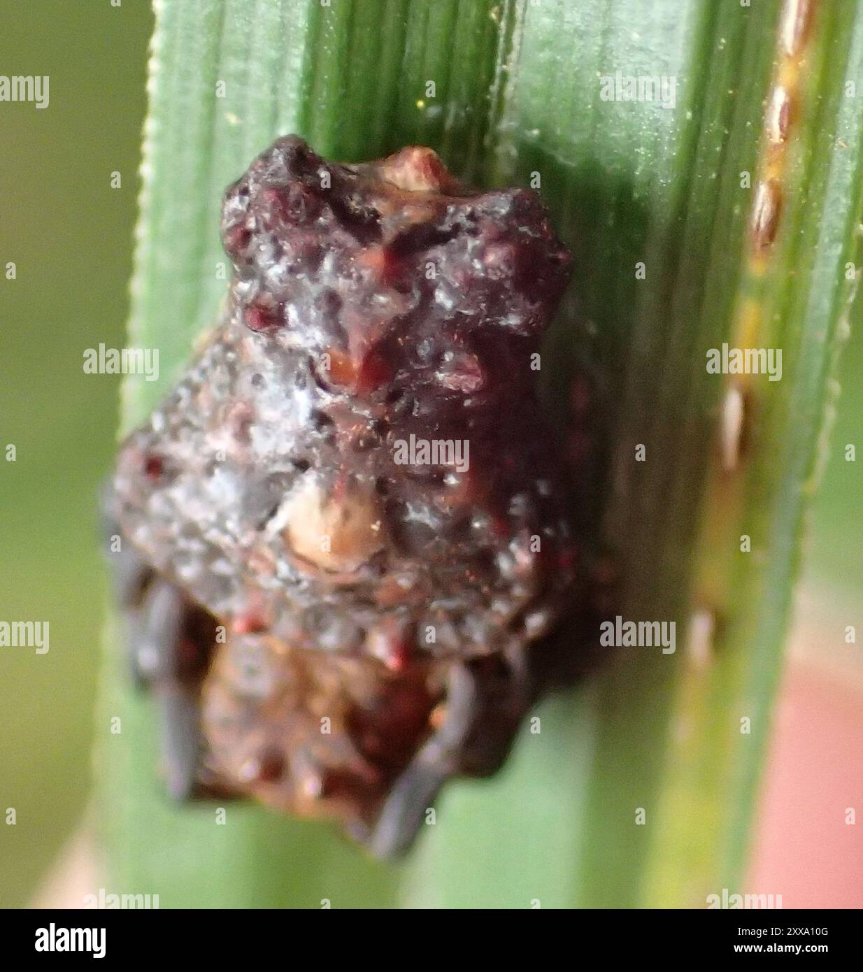 High-headed Arkys (Arkys alticephala) Arachnida Stock Photo - Alamy