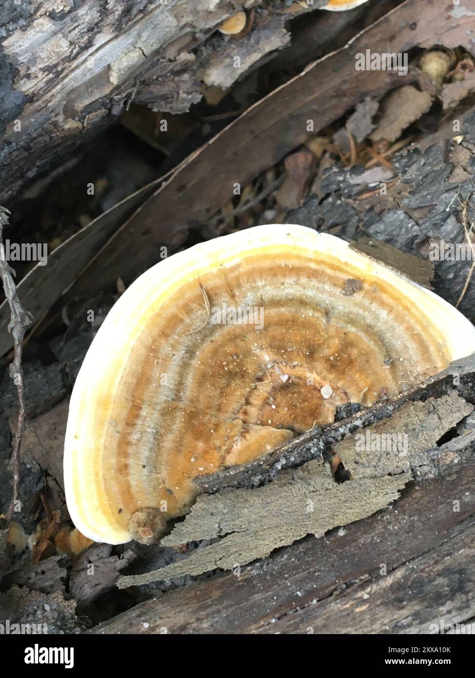 shelf fungi (Polyporales) Fungi Stock Photo - Alamy