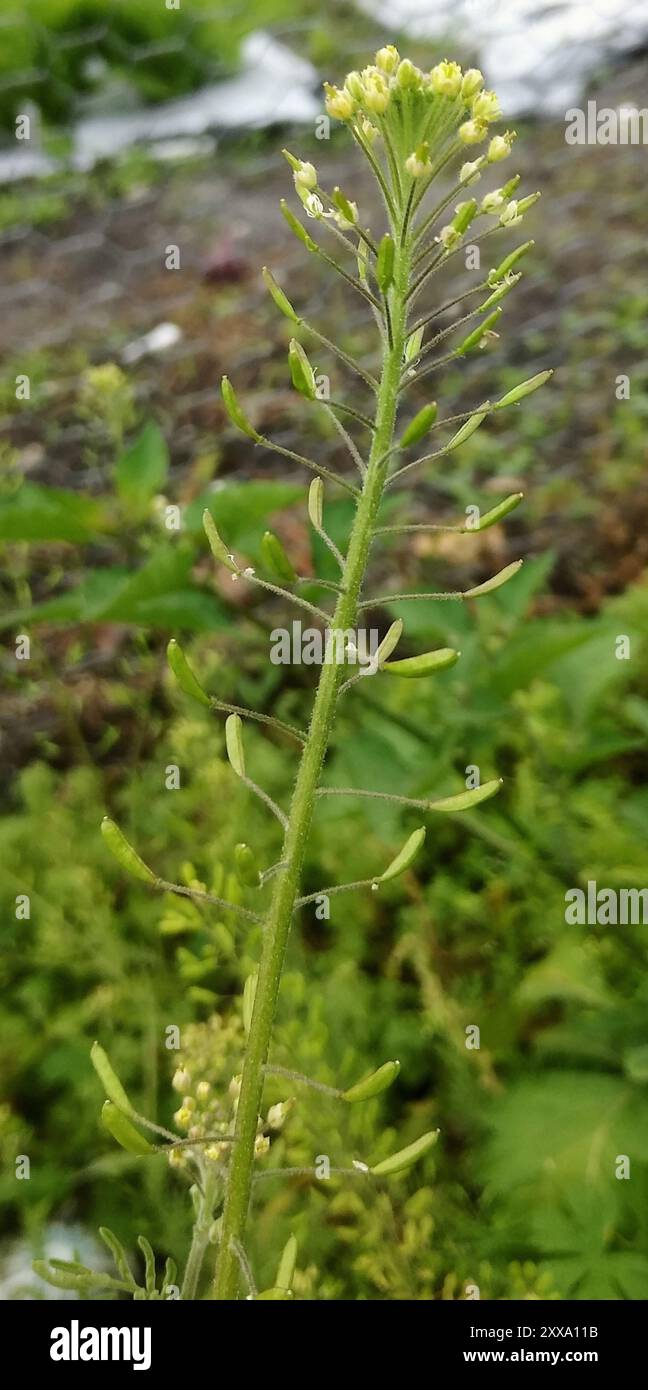 Western Tansymustard (Descurainia pinnata) Plantae Stock Photo - Alamy