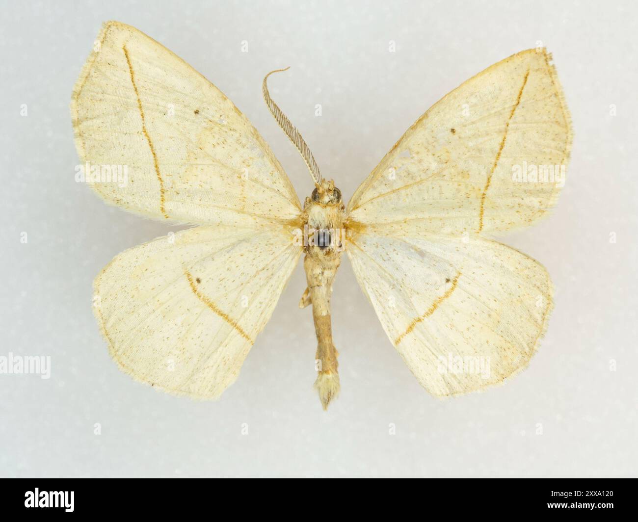 Confused Eusarca Moth (Eusarca confusaria) Insecta Stock Photo - Alamy