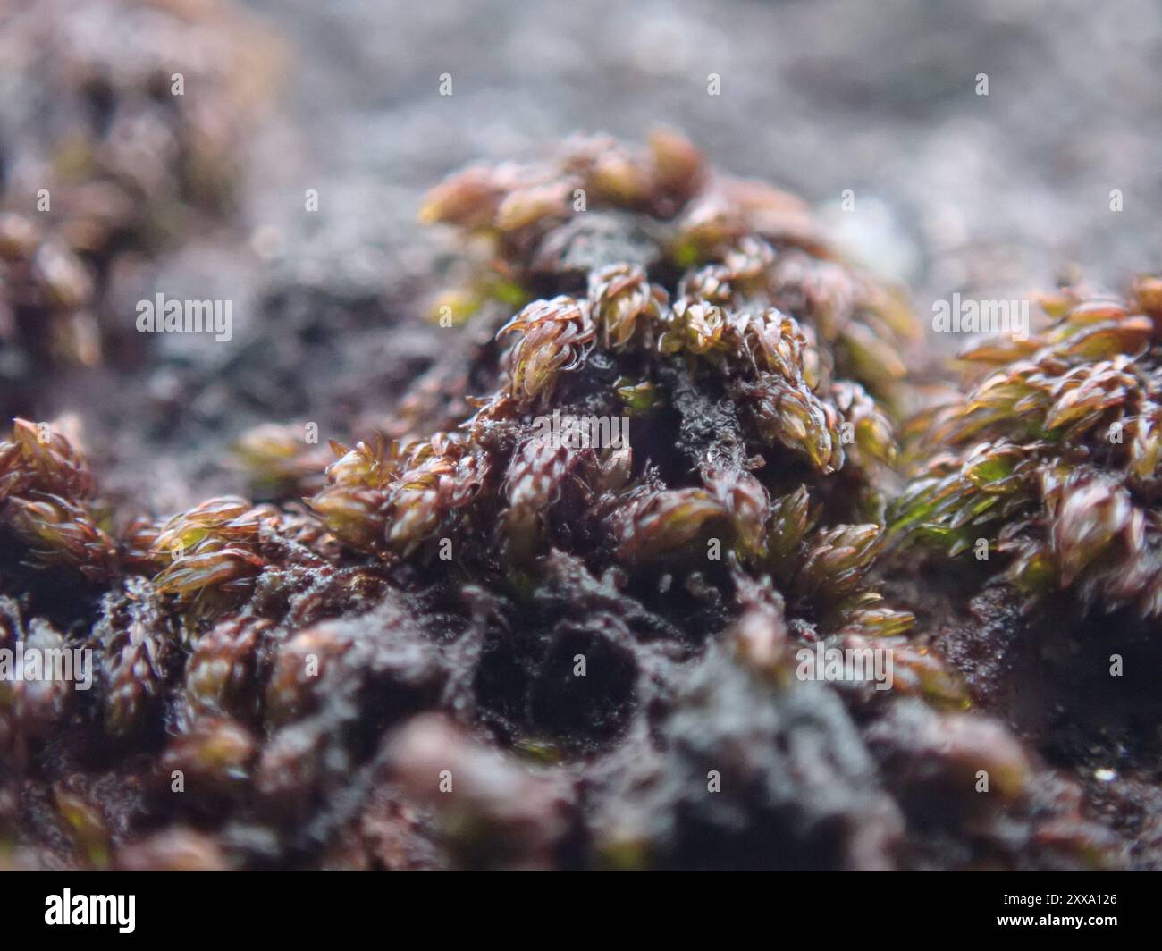 Black Rock Moss (Andreaea rupestris) Plantae Stock Photo - Alamy