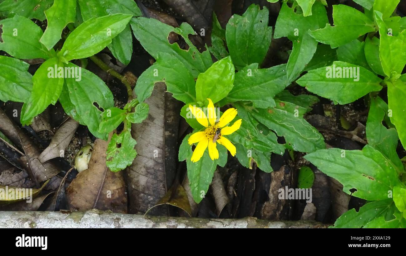 trailing daisy (Sphagneticola trilobata) Plantae Stock Photo - Alamy