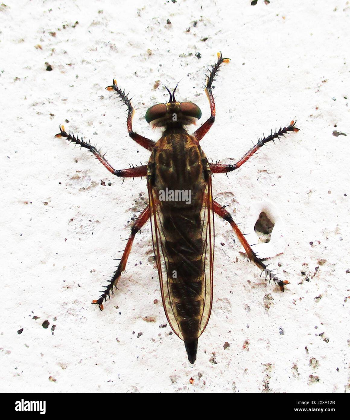 Giant Robber Flies (Promachus) Insecta Stock Photo - Alamy