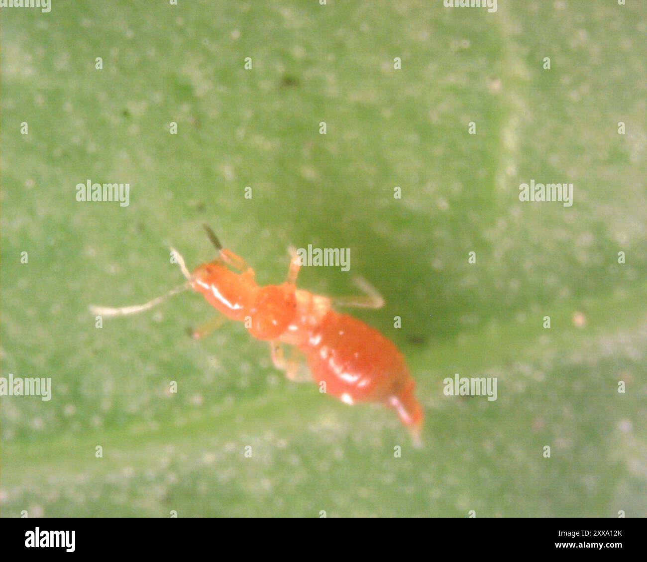 Common Thrips (Thripidae) Insecta Stock Photo - Alamy