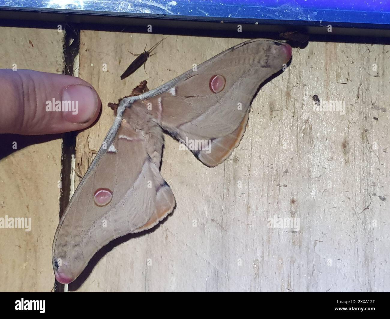 Emperor Gum Moth (Opodiphthera eucalypti) Insecta Stock Photo - Alamy