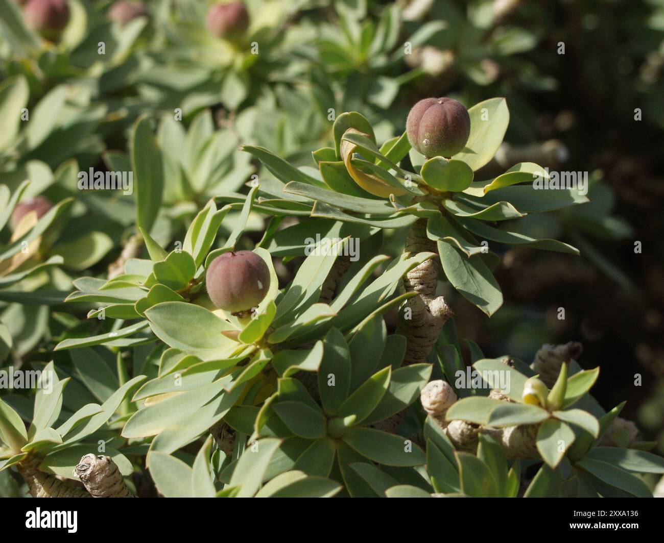 balsam spurge (Euphorbia balsamifera) Plantae Stock Photo - Alamy