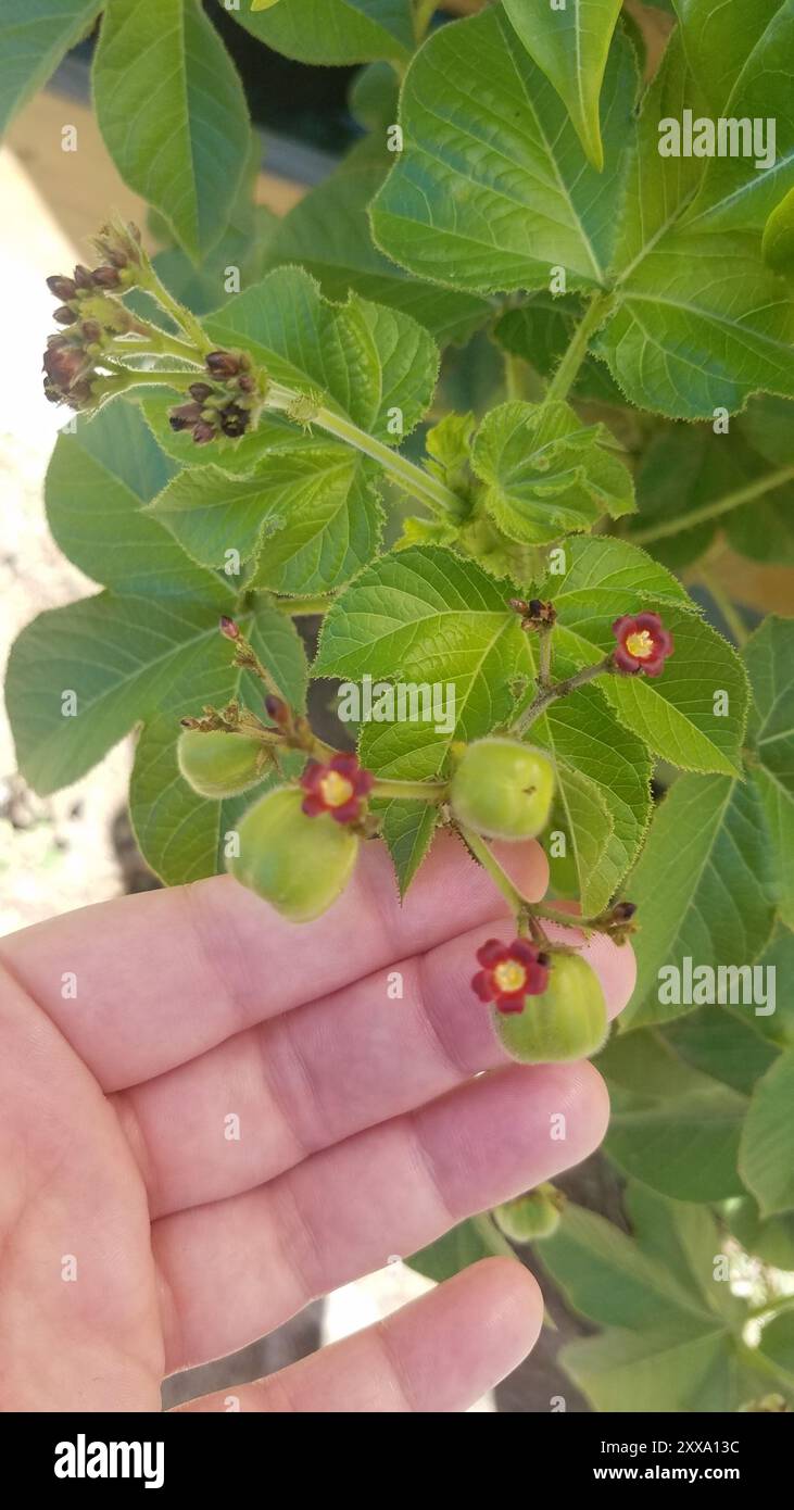 Bellyache Bush (Jatropha gossypiifolia) Plantae Stock Photo - Alamy
