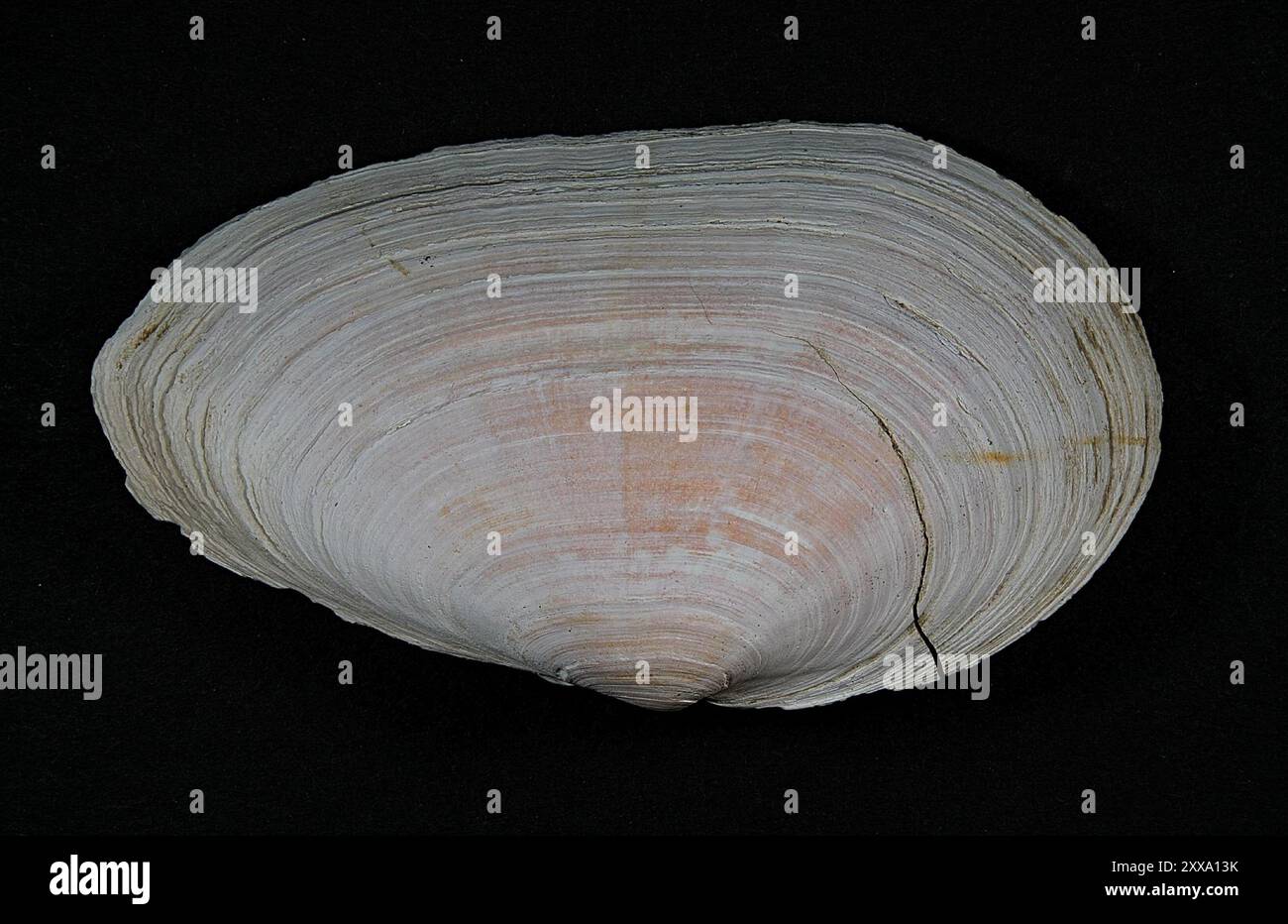 Soft-shelled Clam (Mya arenaria) Mollusca Stock Photo - Alamy
