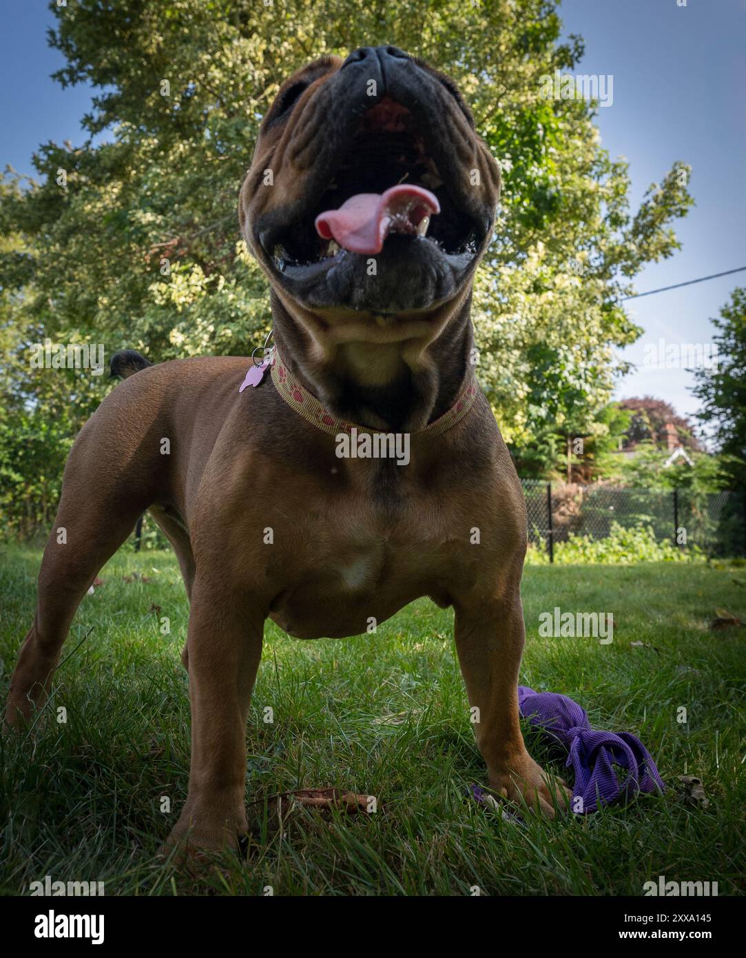 dog in the garden type bull breed Stock Photo - Alamy