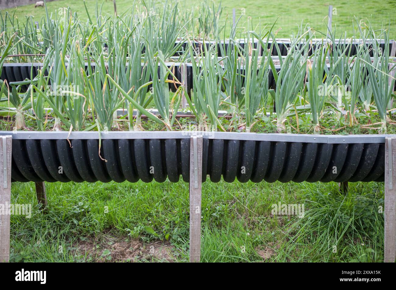 Market garden dripping irrigation tubes hi-res stock photography and ...