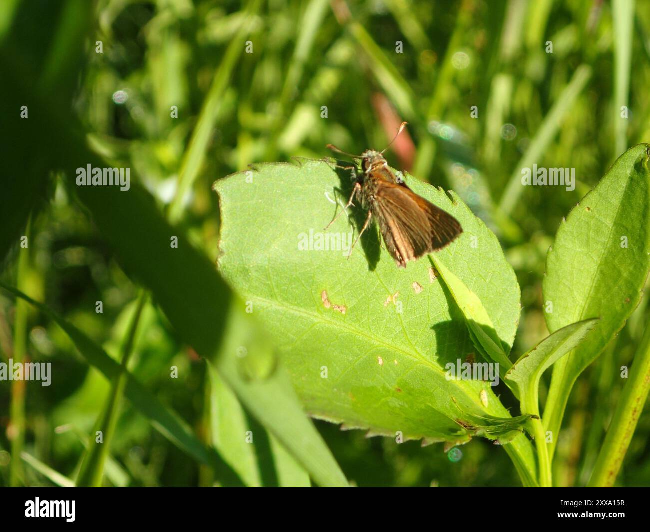 Tawny-edged Skipper (Polites themistocles) Insecta Stock Photo - Alamy