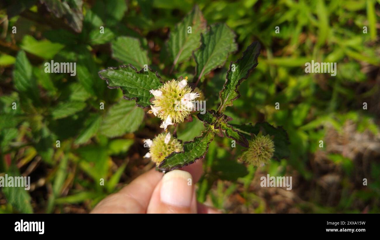 false ironwort (Hyptis capitata) Plantae Stock Photo - Alamy