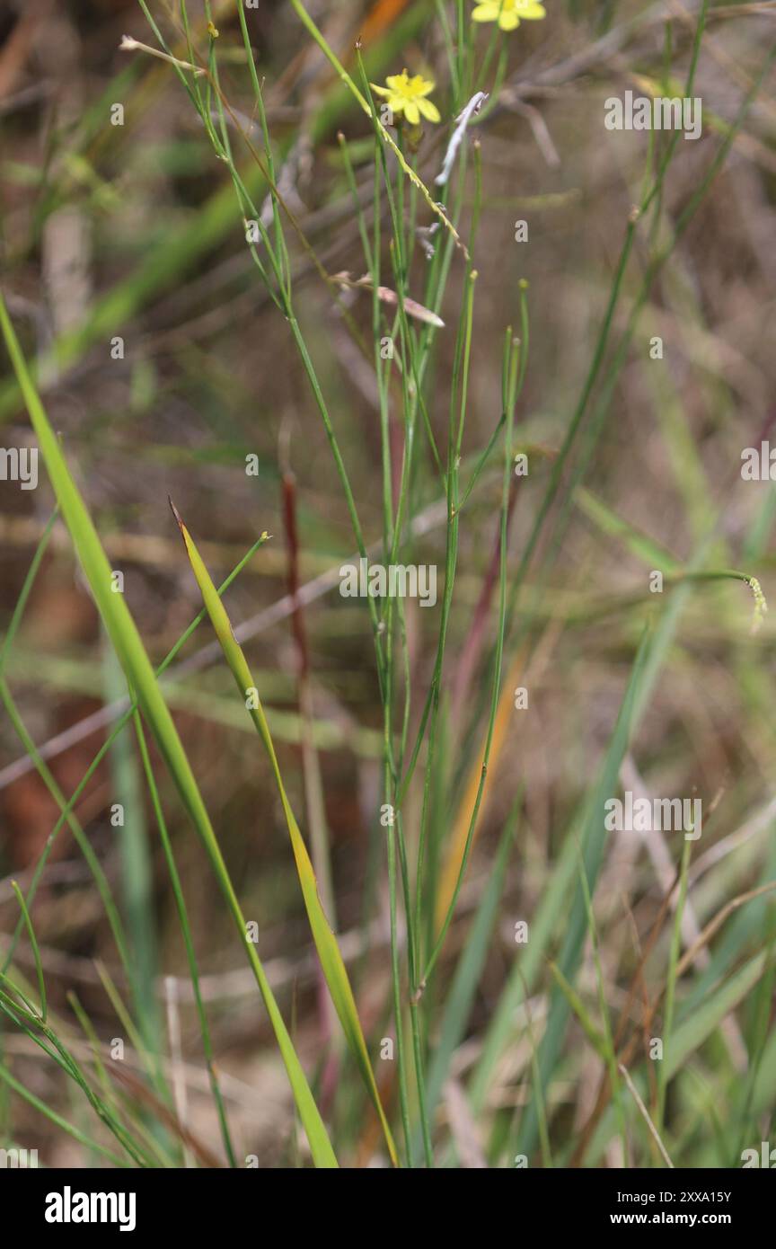 yellow rush-lily (Tricoryne elatior) Plantae Stock Photo - Alamy