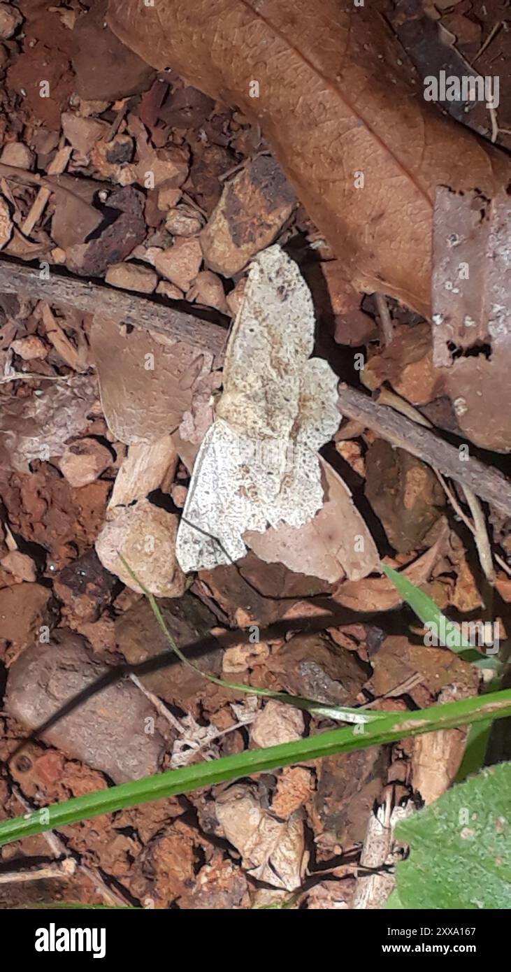 Geometer Moths (Geometridae) Insecta Stock Photo - Alamy