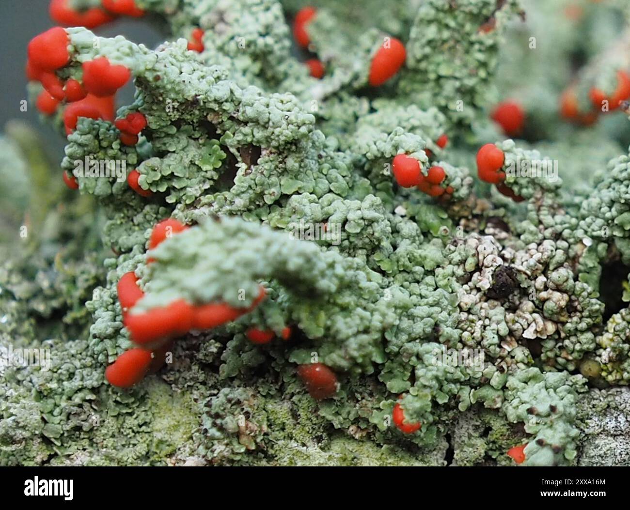 British soldier lichen (Cladonia cristatella) Fungi Stock Photo - Alamy
