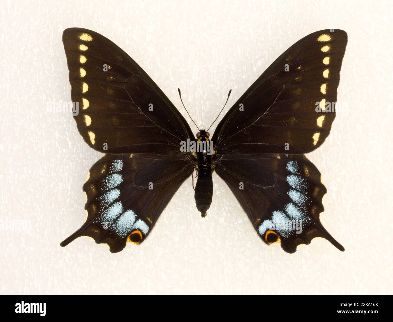 Indra Swallowtail (Papilio indra) Insecta Stock Photo - Alamy