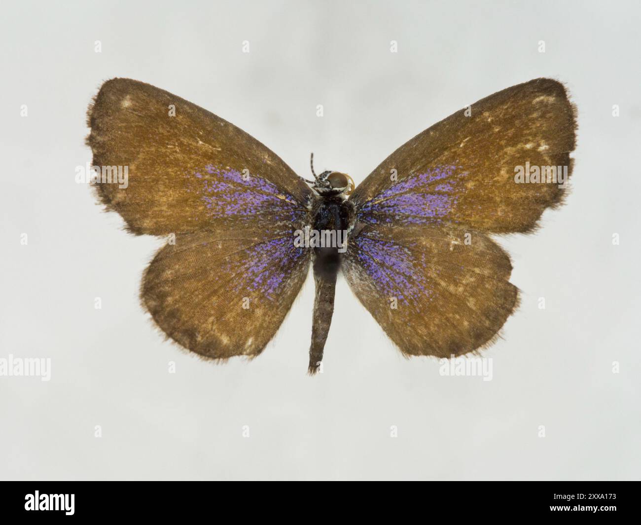 Western Pygmy-Blue (Brephidium exilis) Insecta Stock Photo - Alamy