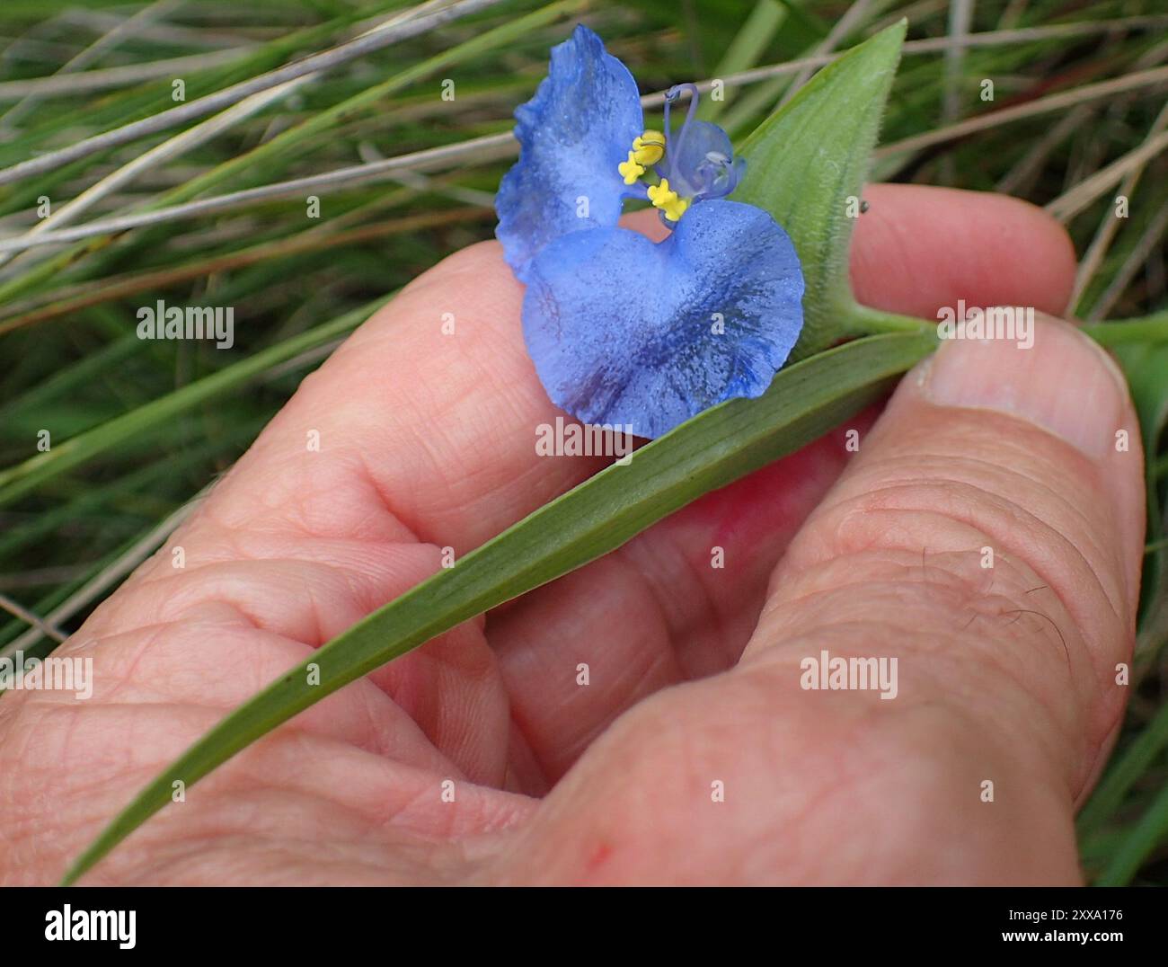 Annual Blue Dayflower (Commelina eckloniana) Plantae Stock Photo - Alamy
