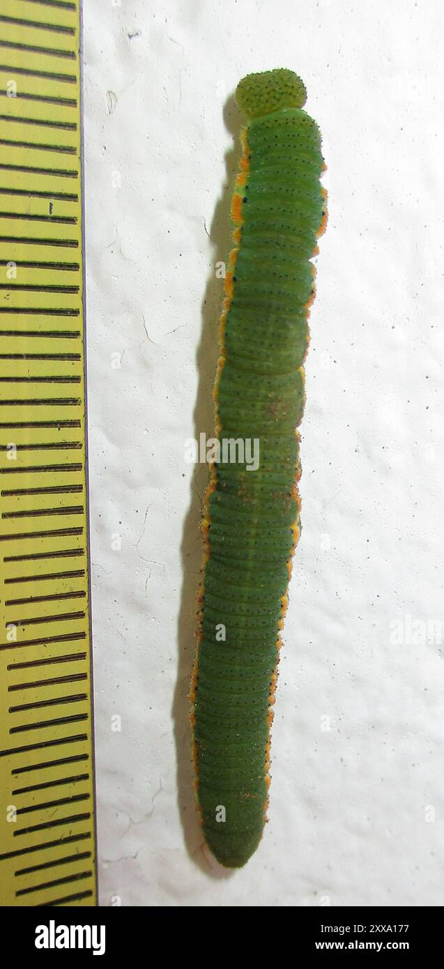 Butterflies (Papilionoidea) Insecta Stock Photo - Alamy