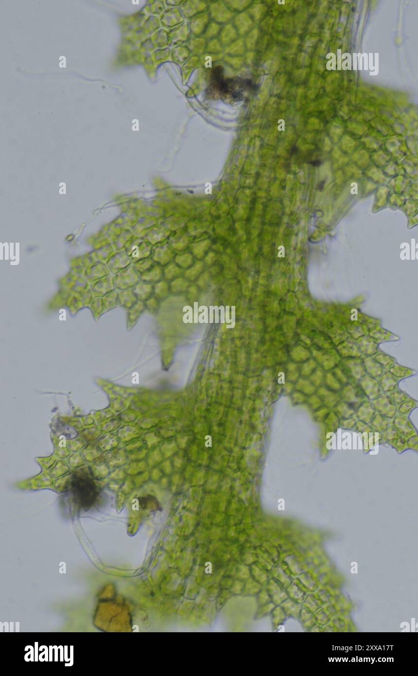 Turner's Threadwort (Cephaloziella turneri) Plantae Stock Photo - Alamy