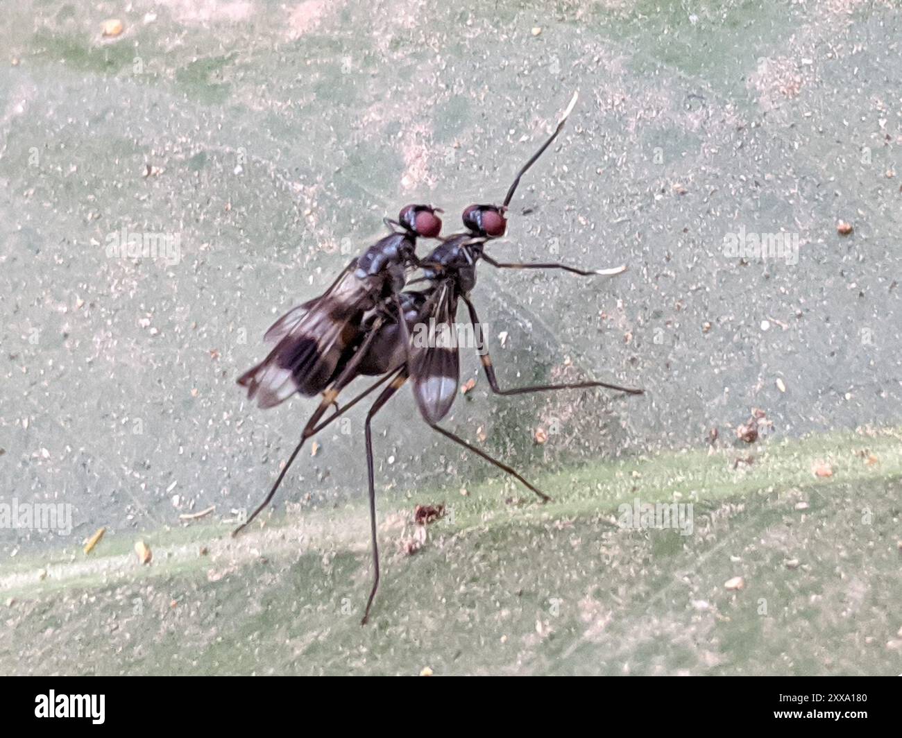 Stilt-legged Flies (Micropezidae) Insecta Stock Photo - Alamy
