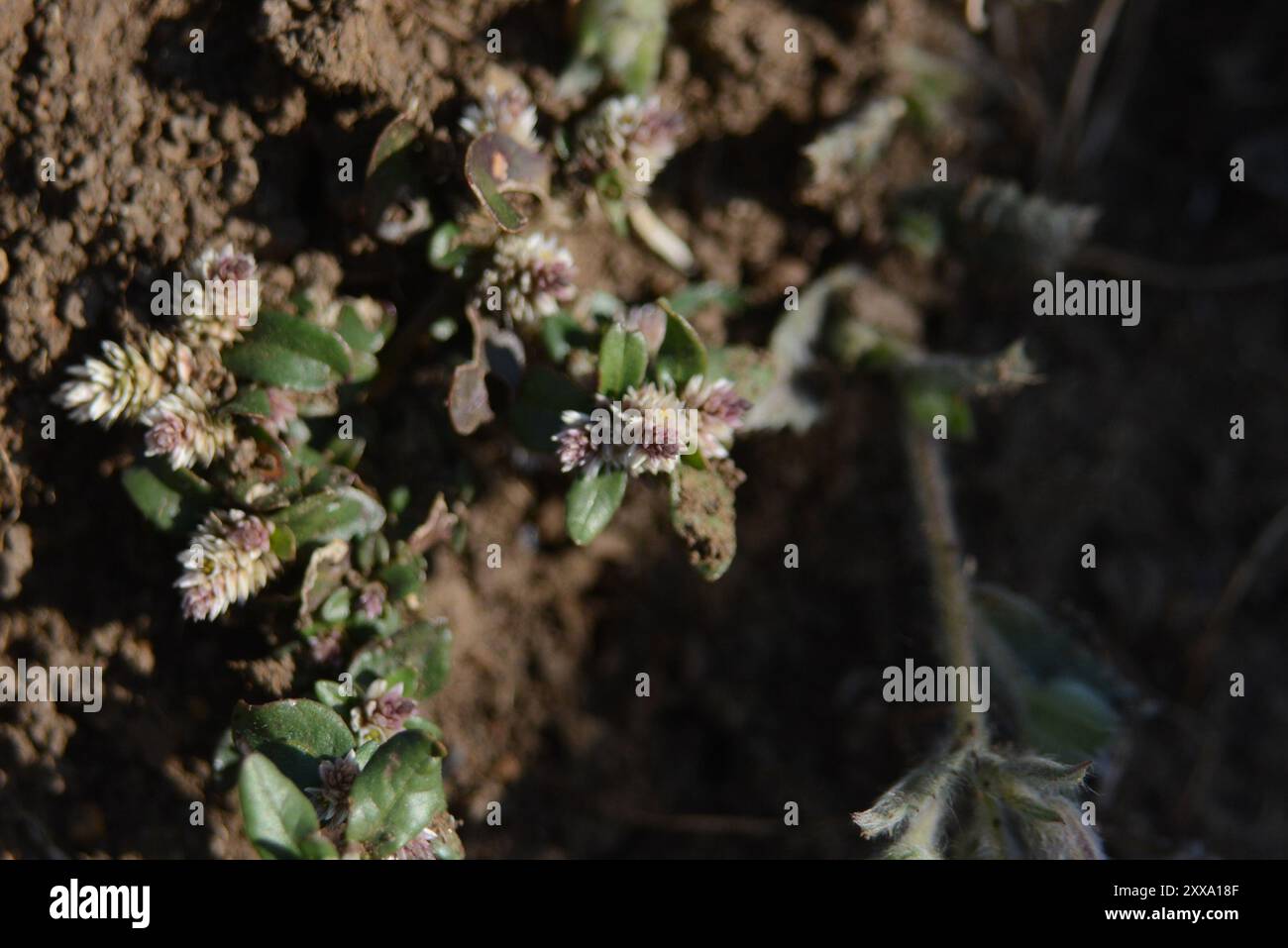 Sessile Joyweed (Alternanthera sessilis) Plantae Stock Photo - Alamy