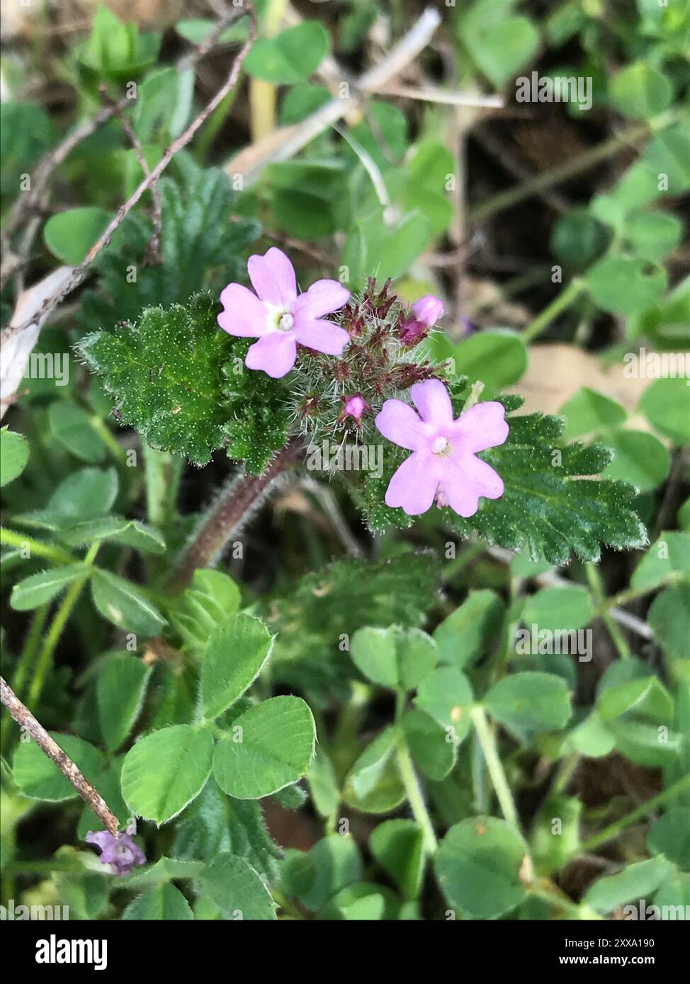 Dwarf Verbena (Glandularia pumila) Plantae Stock Photo - Alamy