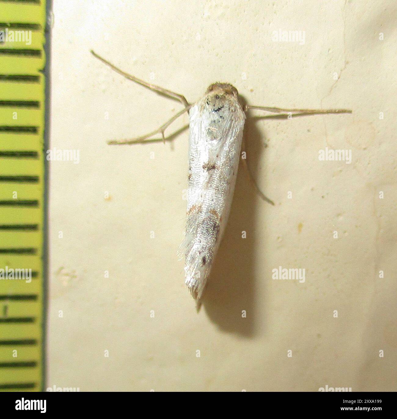 Butterflies and Moths (Lepidoptera) Insecta Stock Photo - Alamy