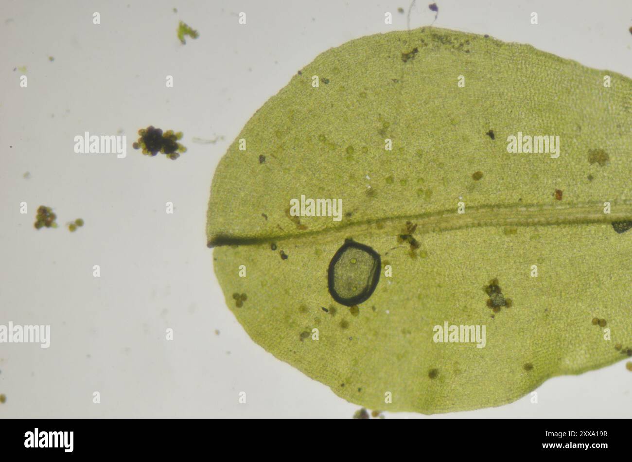Water Screw-moss (Syntrichia latifolia) Plantae Stock Photo - Alamy