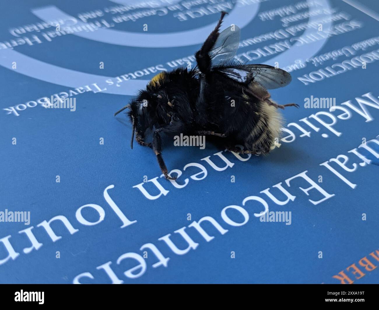 Buff-tailed Bumble Bee (Bombus terrestris) Insecta Stock Photo - Alamy