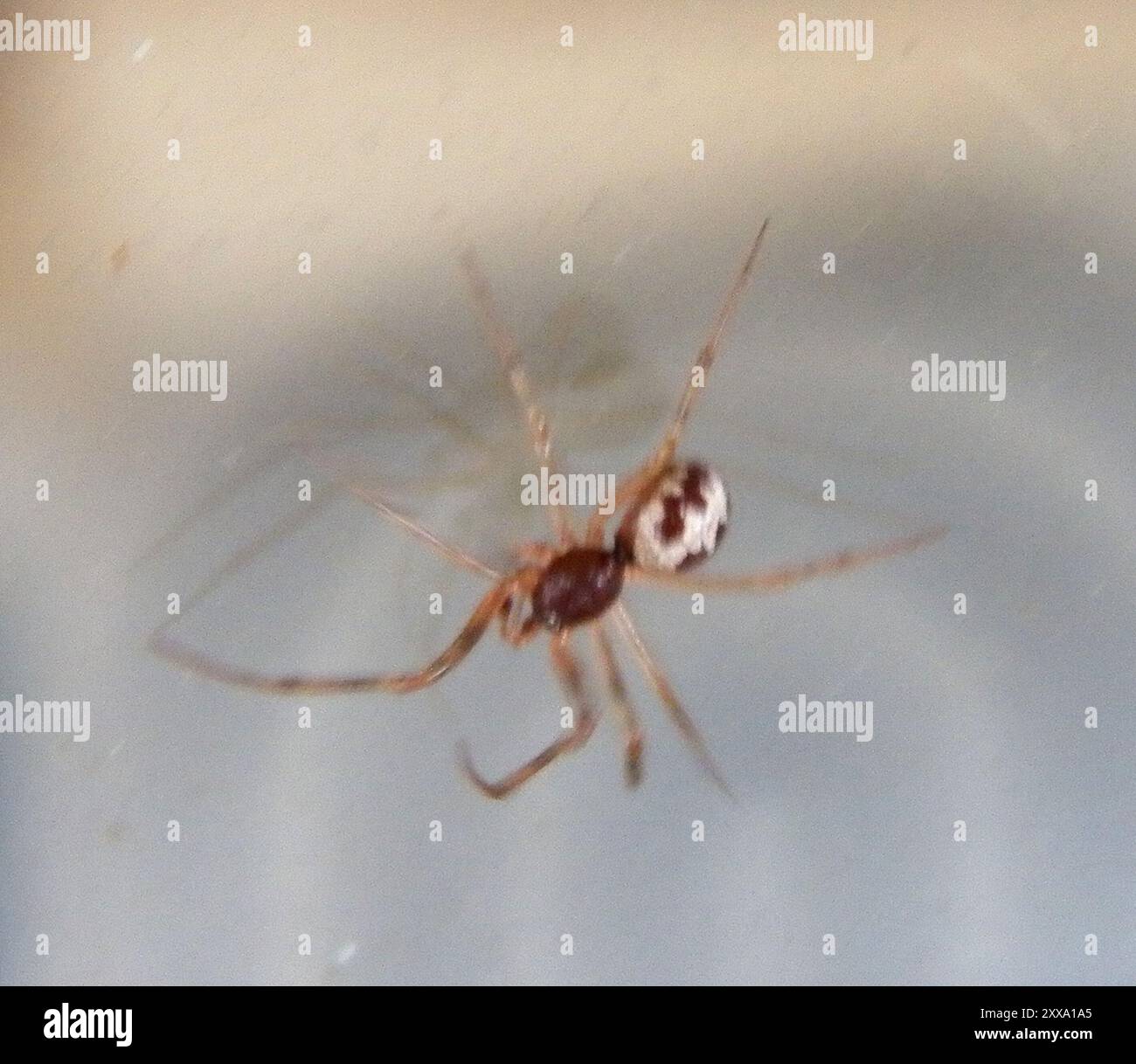 Triangulate Combfoot (Steatoda triangulosa) Arachnida Stock Photo - Alamy