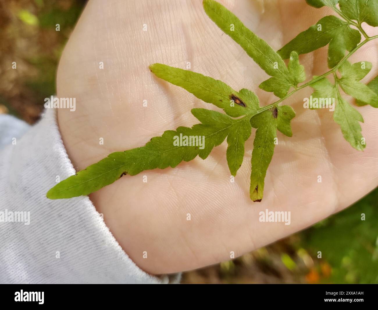 Japanese climbing fern (Lygodium japonicum) Plantae Stock Photo - Alamy