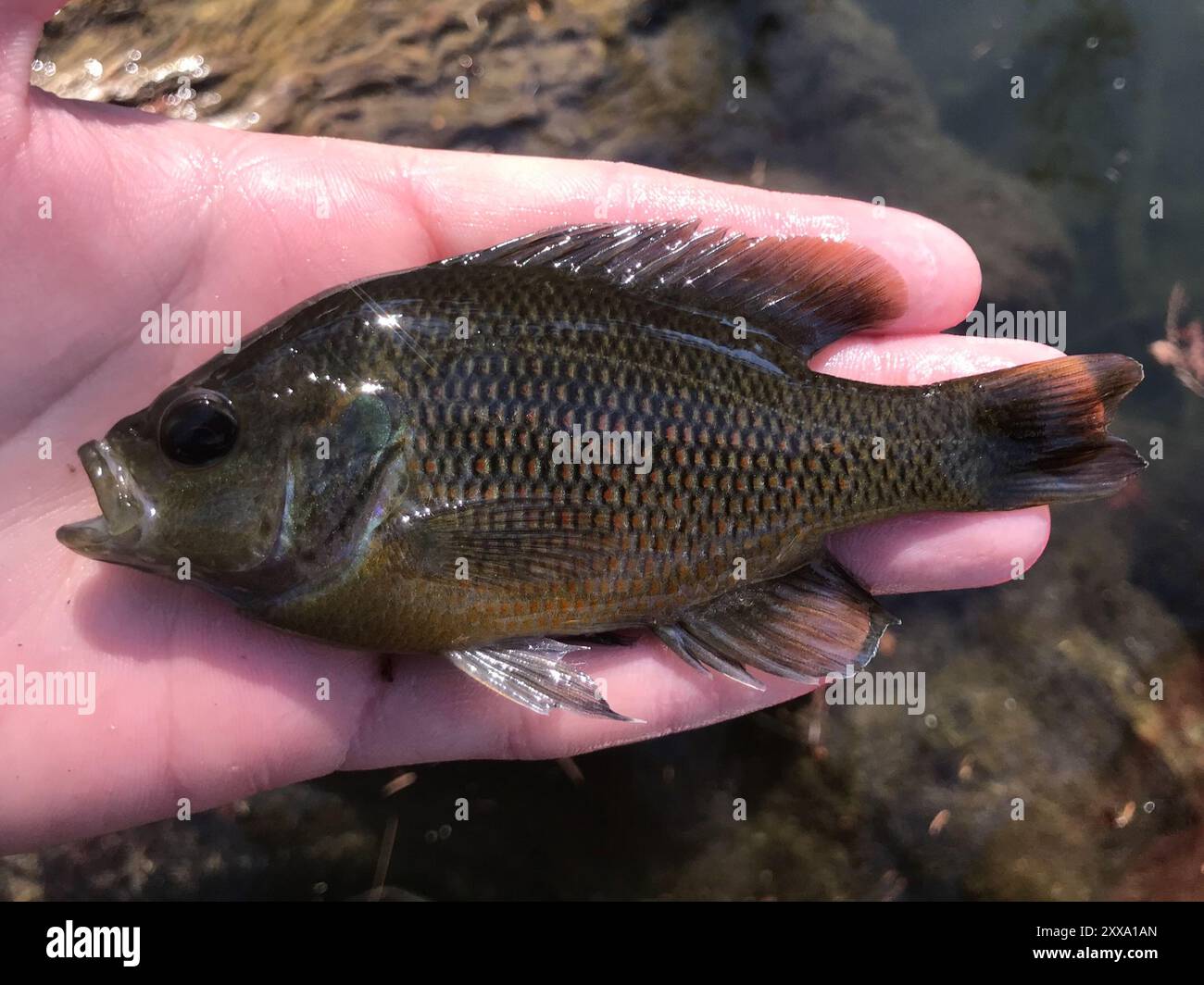Redspotted Sunfish (Lepomis miniatus) Actinopterygii Stock Photo - Alamy